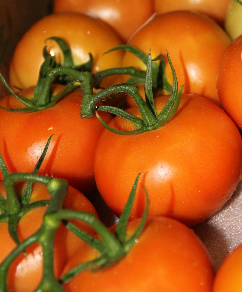 Tomate TOV | Panorma Guatemala Estamos comprometidos con la mejora ...